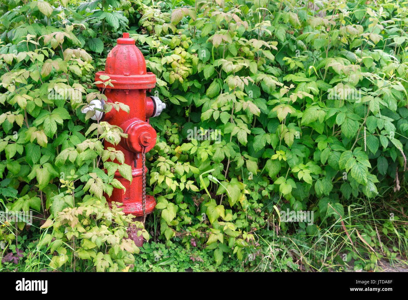 American Fire Hydrant placed on the street, covered with grass and ...