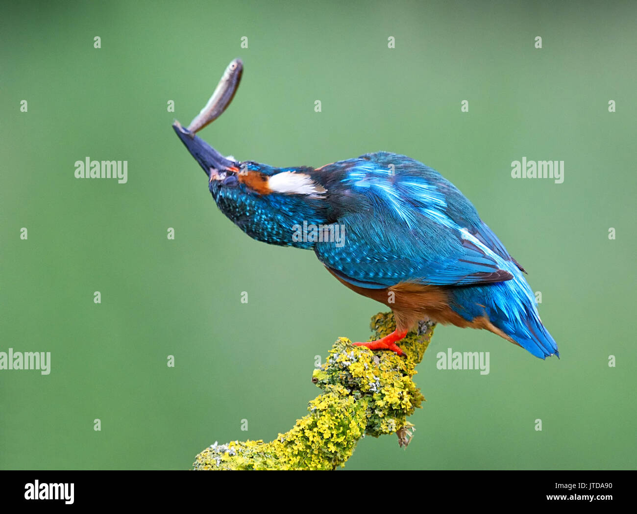 Fish in beak shaking fish hi-res stock photography and images - Alamy