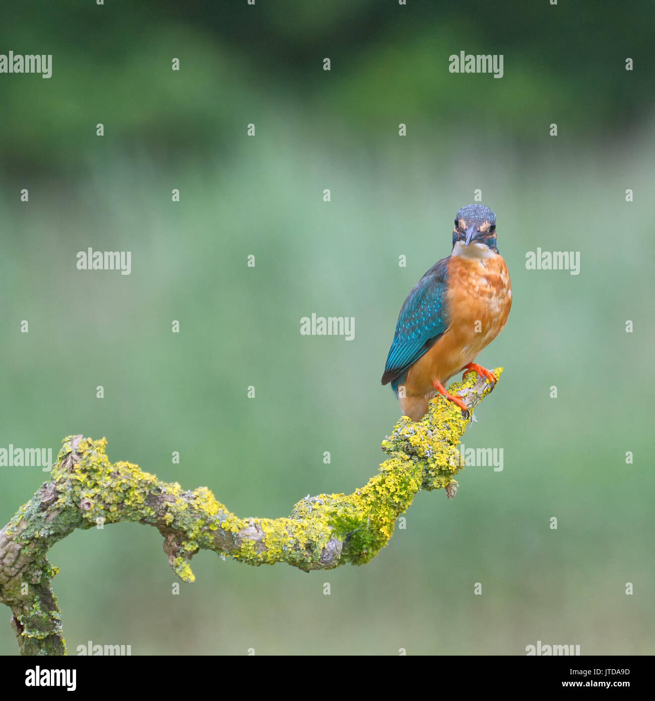 Fish in beak shaking fish hi-res stock photography and images - Alamy