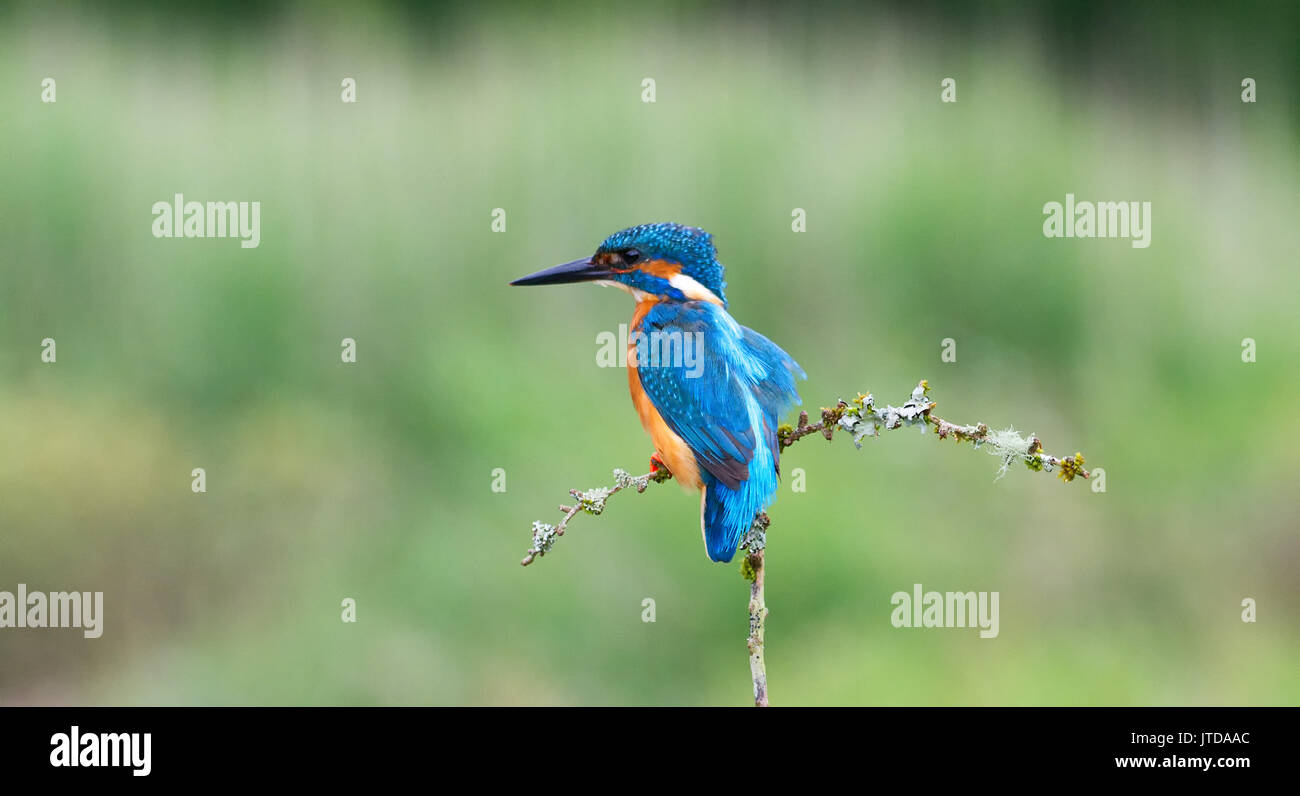 Side view common kingfisher hi-res stock photography and images - Alamy