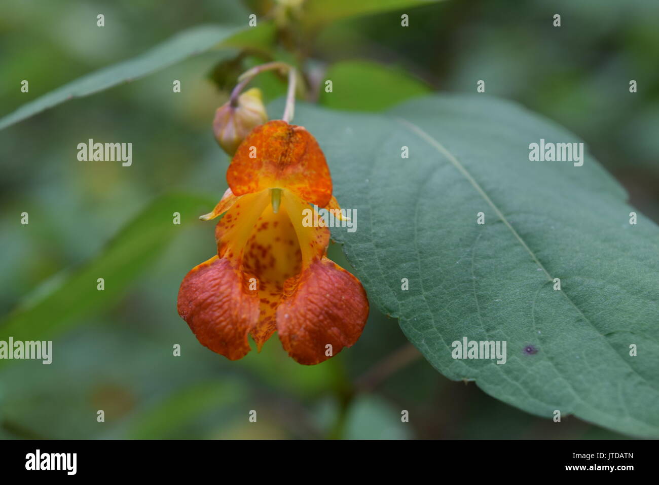 Impatiens capensis hi-res stock photography and images - Alamy