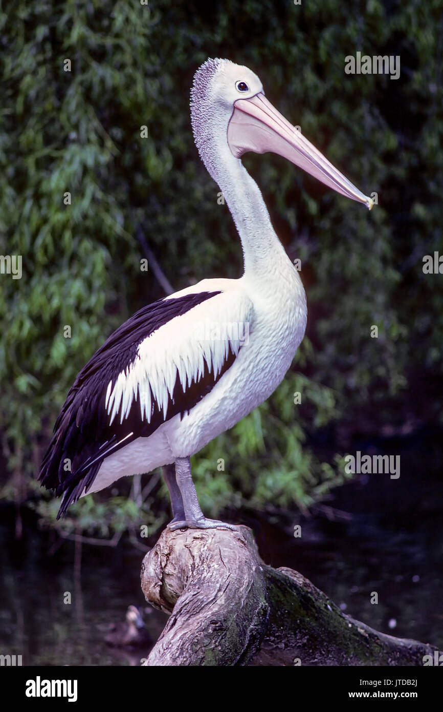 Australian pelican bird wildlife hi-res stock photography and images ...