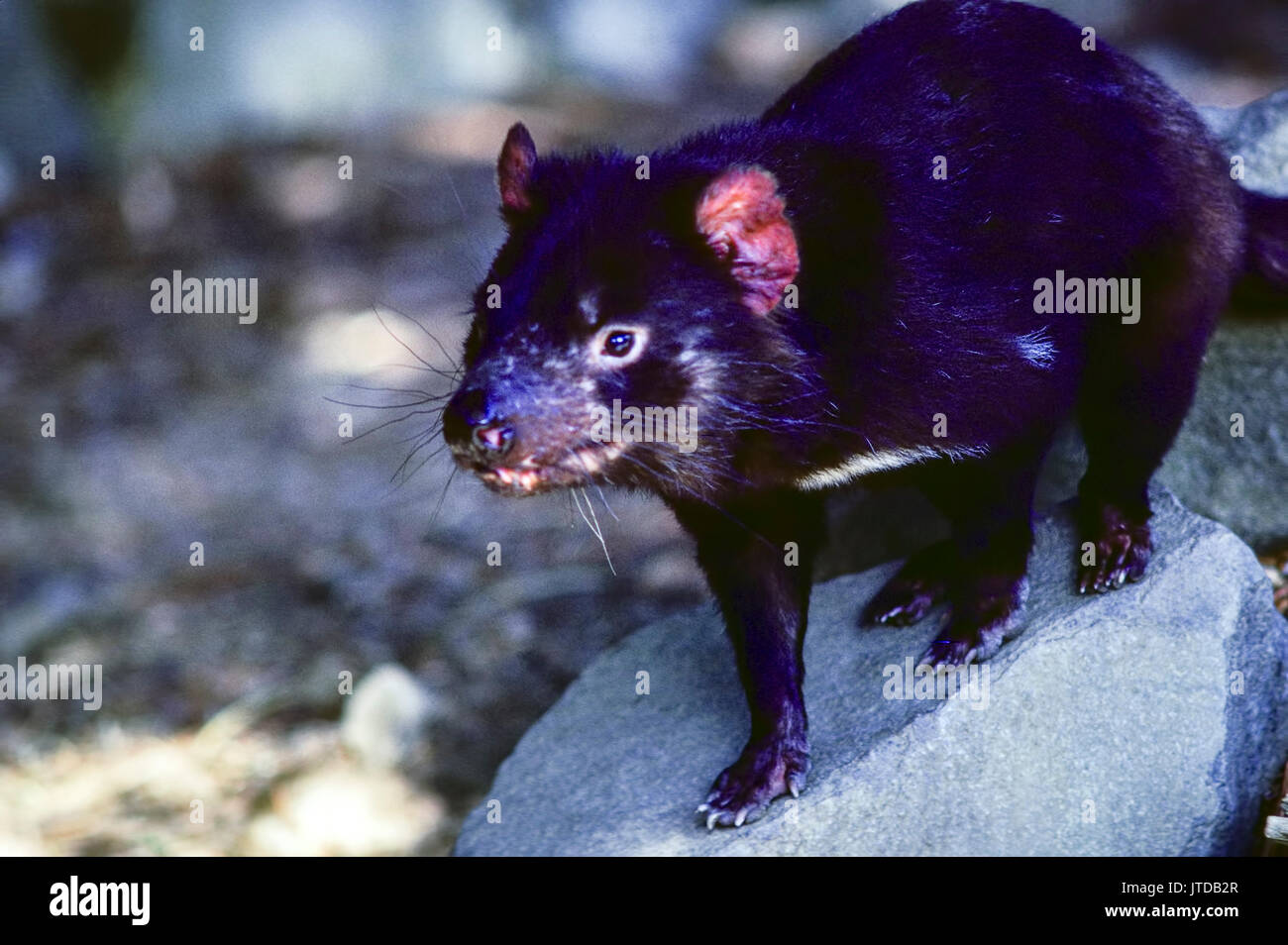 Tasmanian devil tasmania hi-res stock photography and images - Alamy