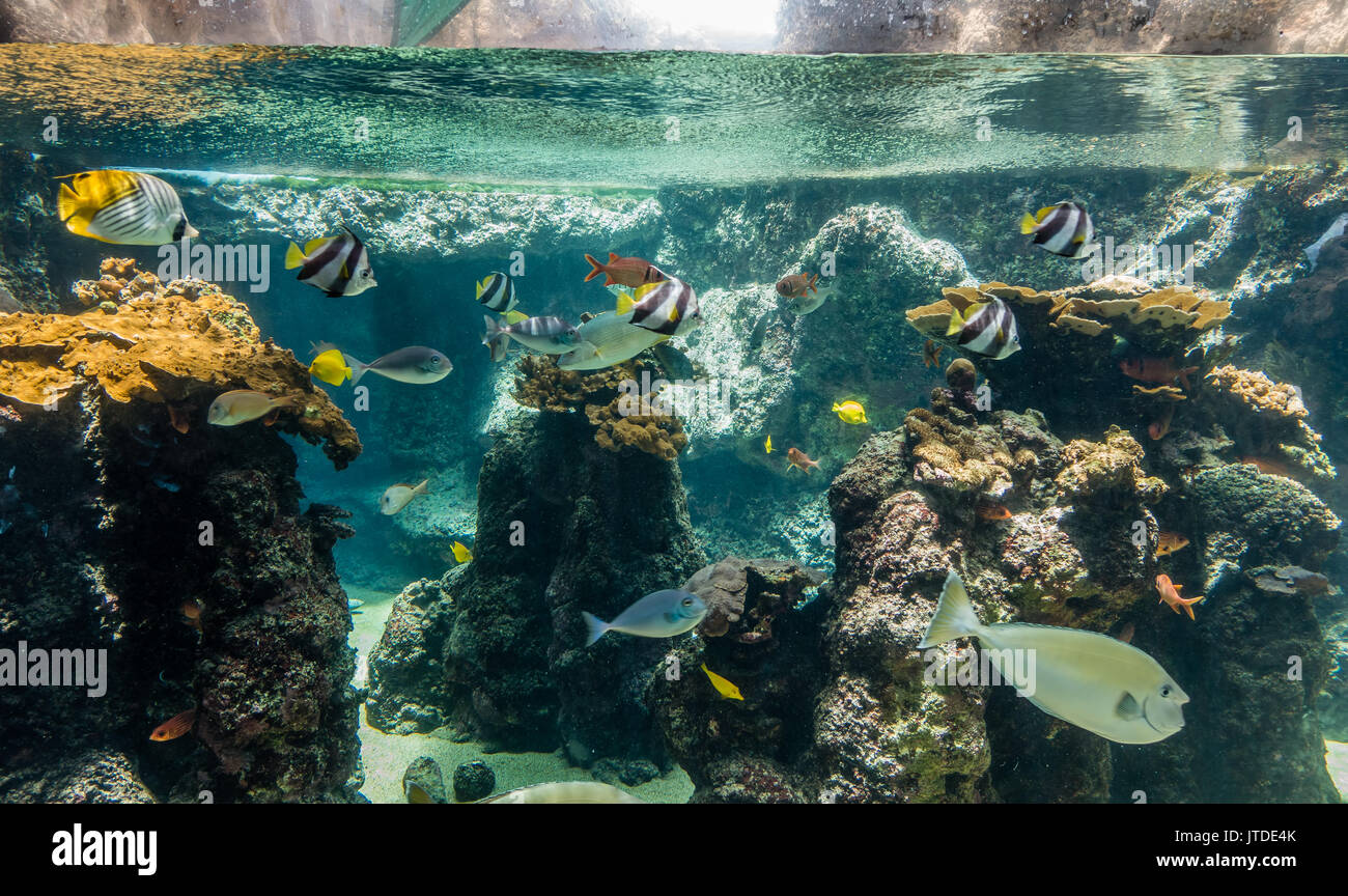 Fish swim in a tropical aquarium Stock Photo - Alamy