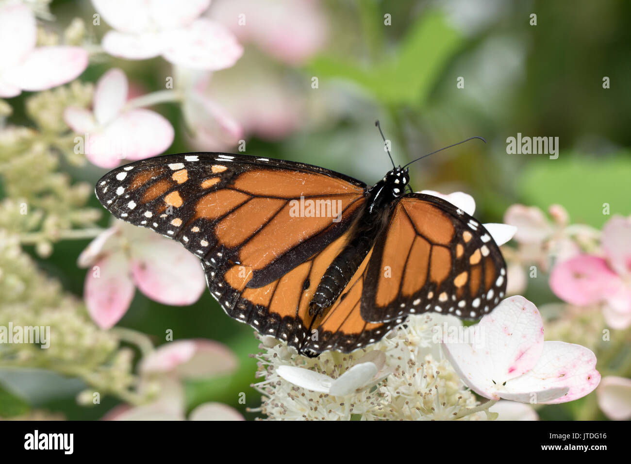 Monarch butterfly eye hi-res stock photography and images - Alamy