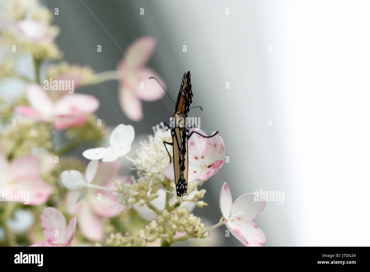 Monarch butterfly eye hi-res stock photography and images - Alamy