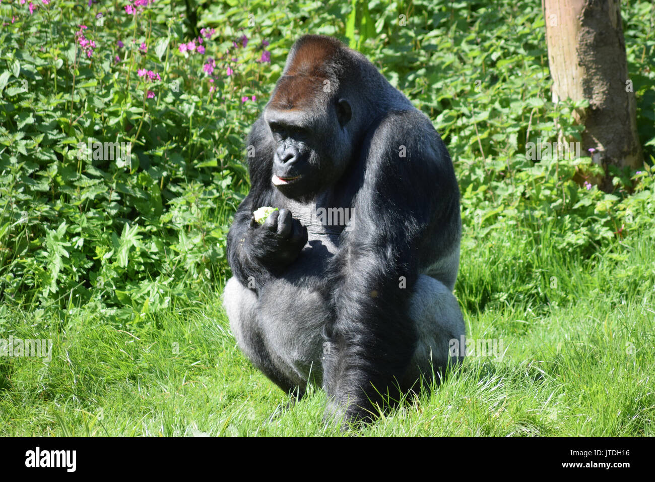 Male silverback lowland gorilla - eating lunch at Paignton Zoo Stock ...