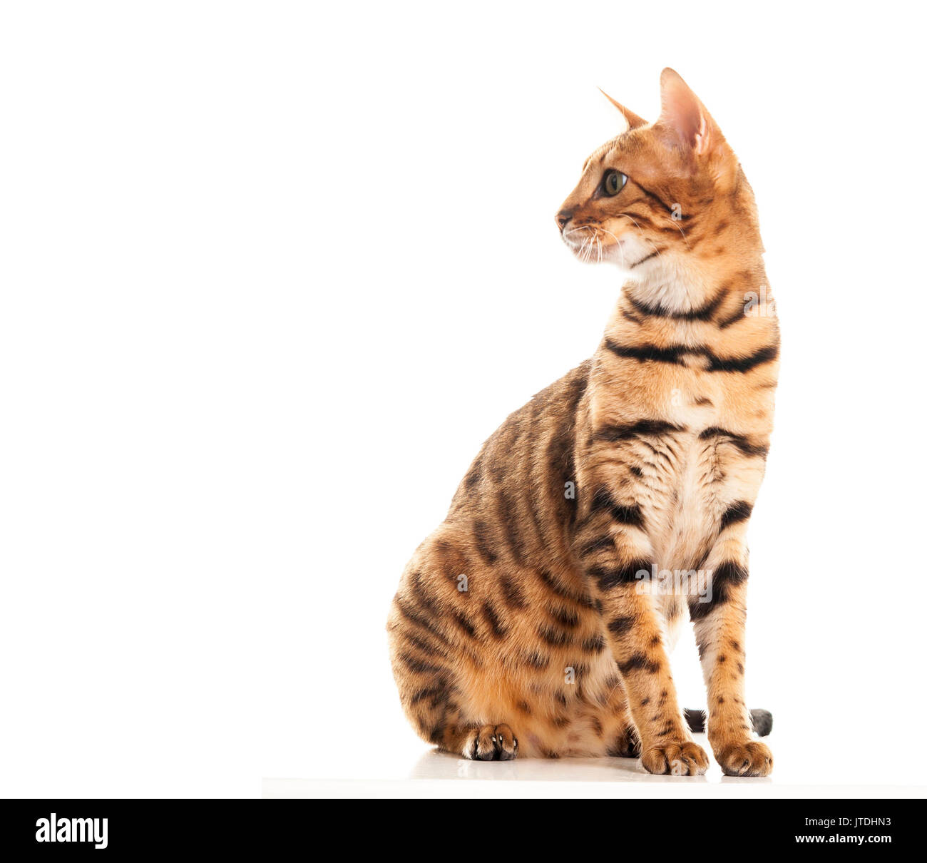 Beautiful adult female Bengal cat sitting down looking into distance ...