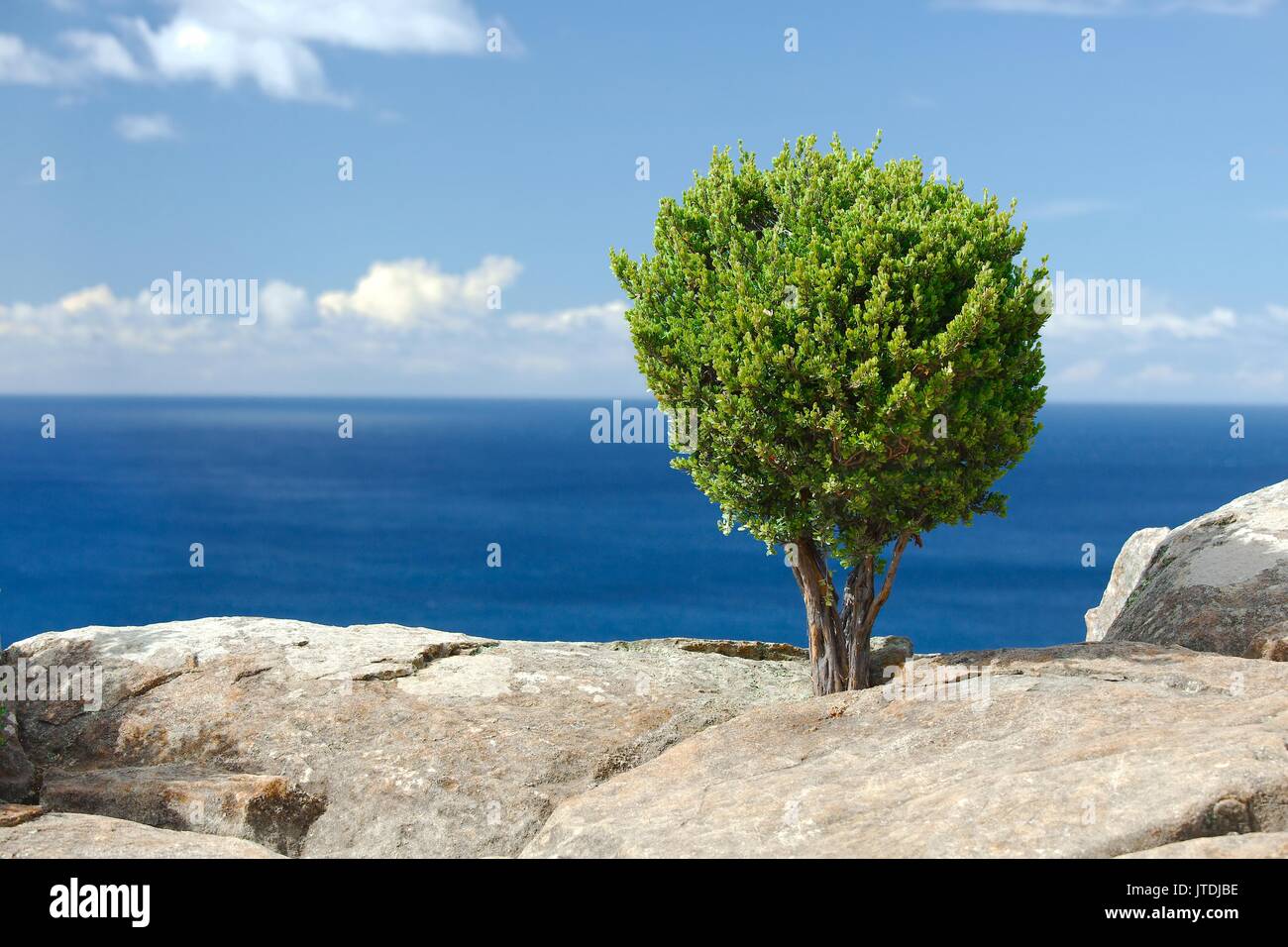 Tree on ocean cliff Stock Photo - Alamy