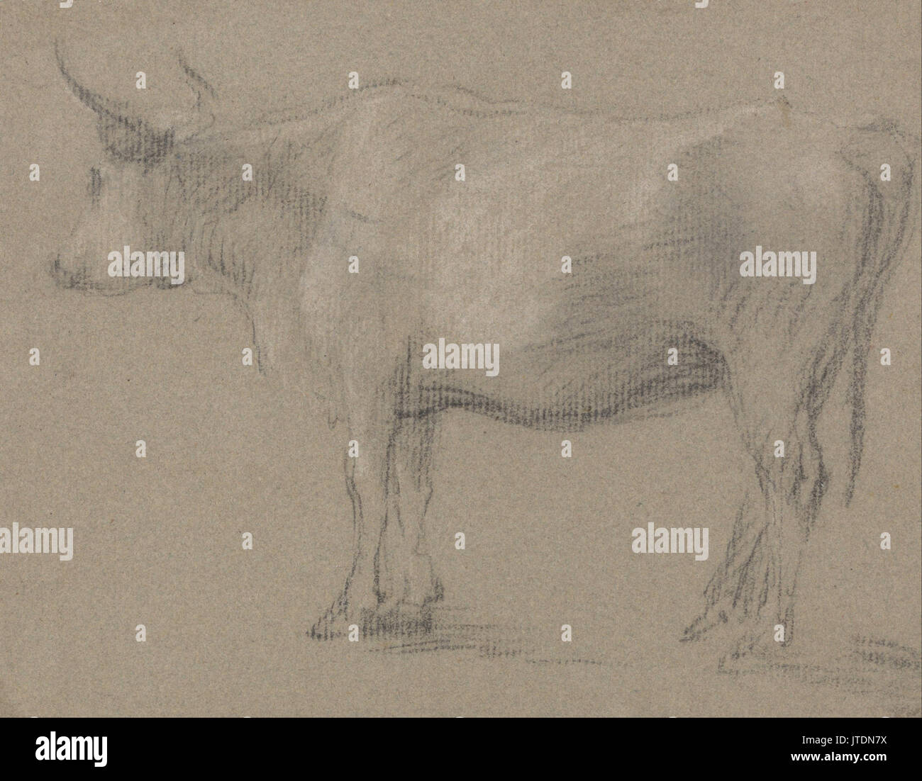 Study of a cow hi-res stock photography and images - Alamy