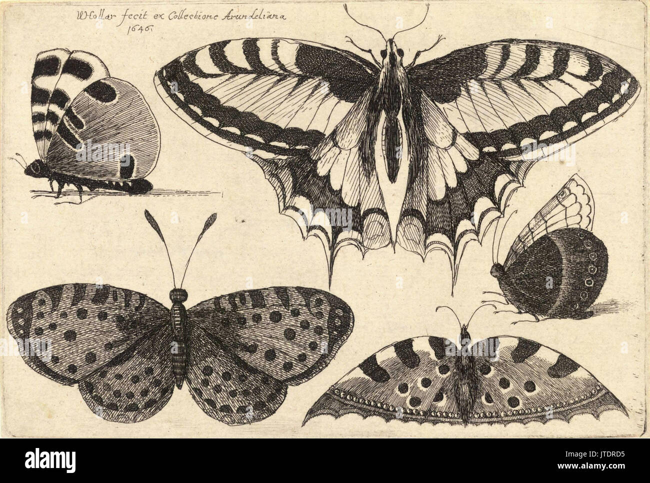 Five butterflies hi-res stock photography and images - Alamy