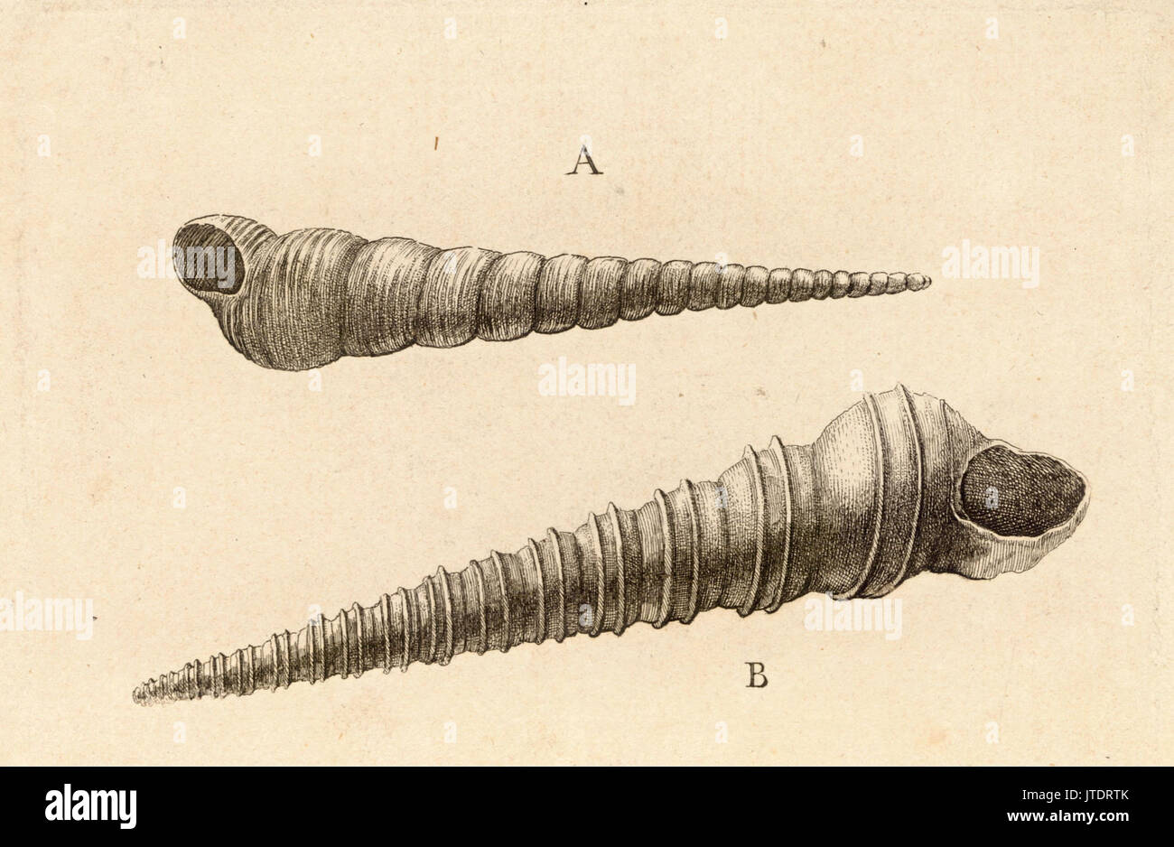 Turritella terebra hi-res stock photography and images - Alamy