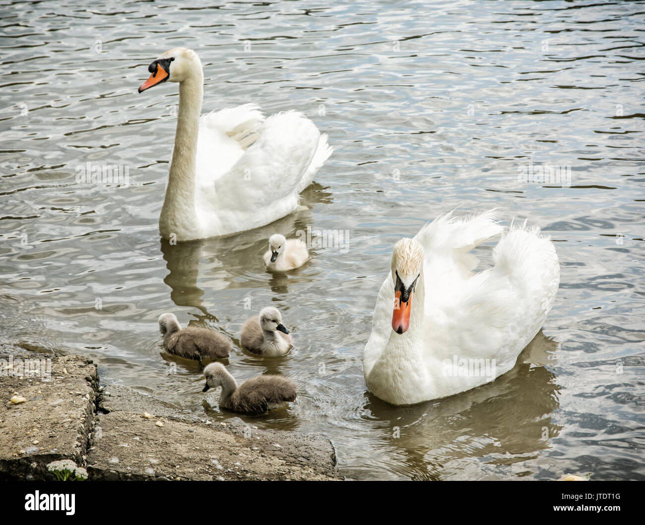 Swan parents with her youngs in the water. Seasonal natural scene ...