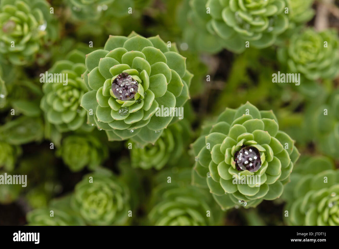 Roseroot kings crown sedum rosea hi-res stock photography and images ...