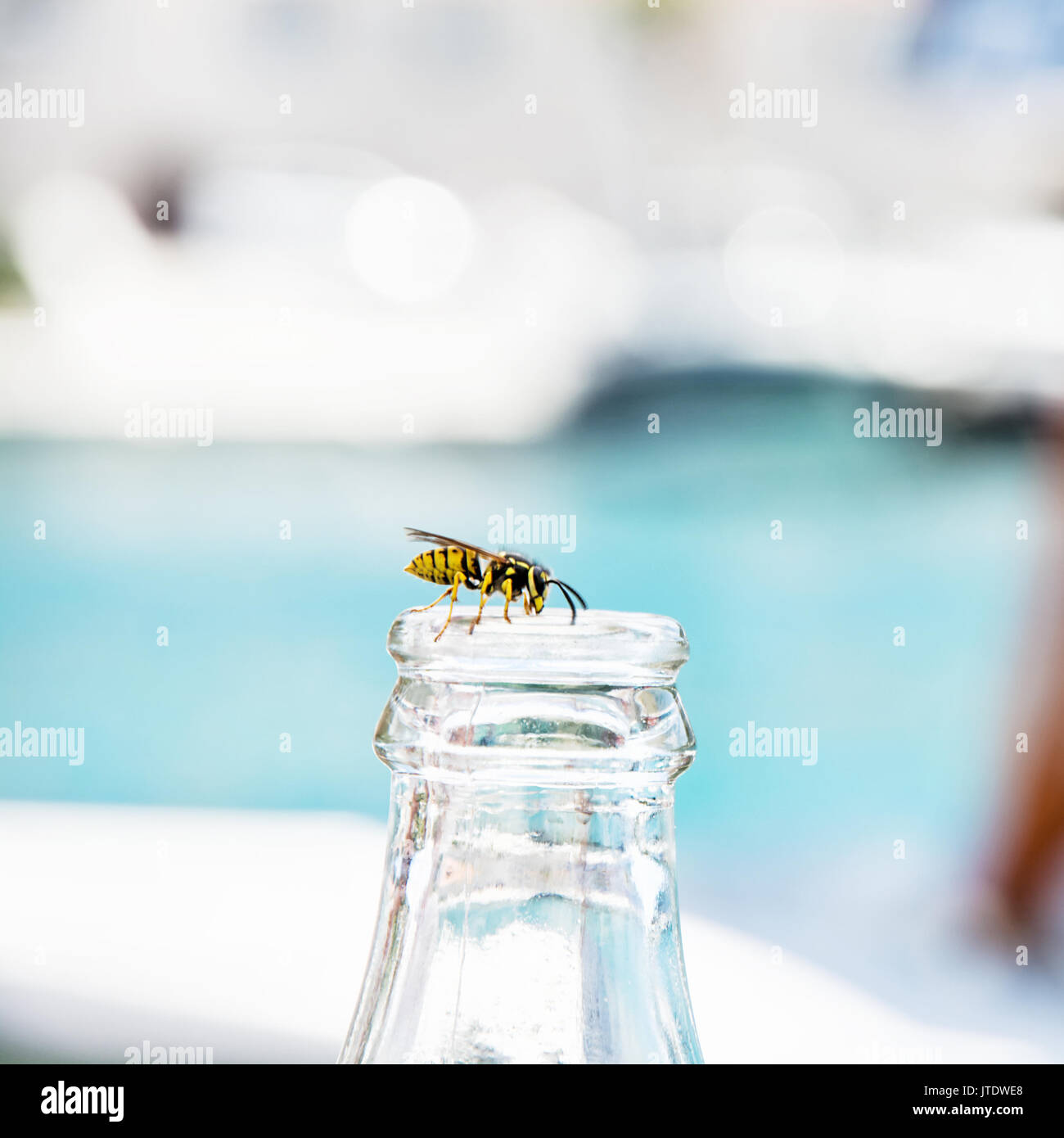 Wasp on empty bottle. Drinking theme. Insect in summer Stock Photo - Alamy
