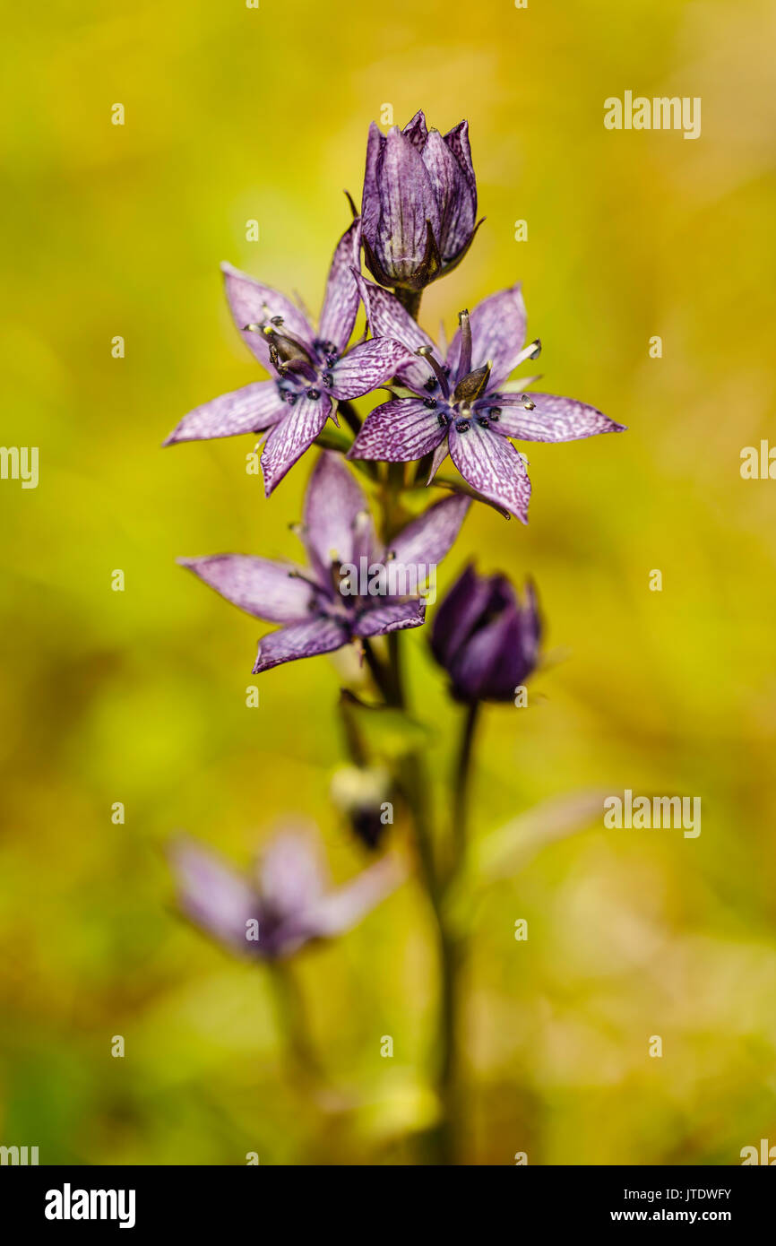 Closeup of Star Gentian at Hatcher Pass in Southcentral Alaska Stock ...
