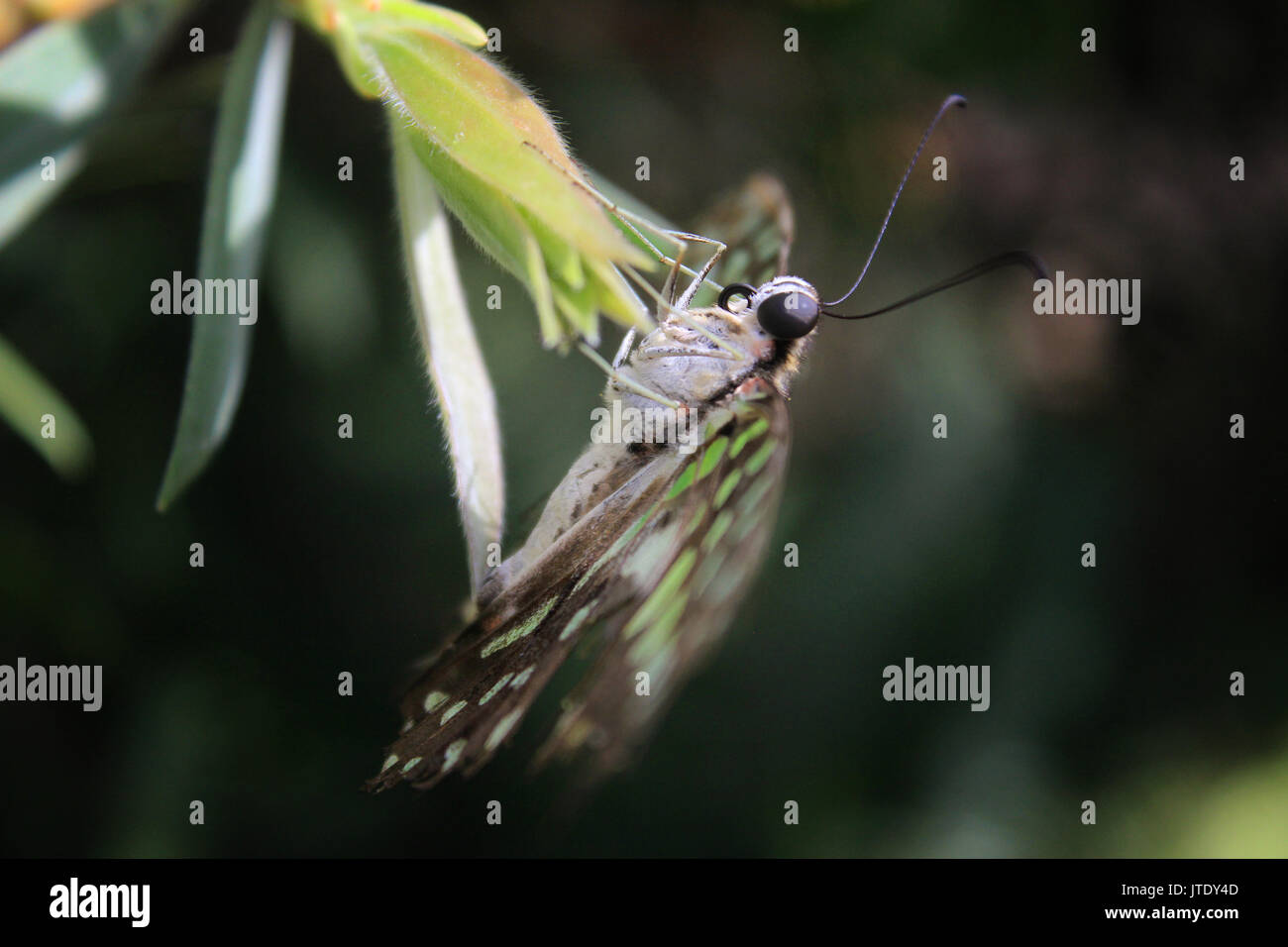 Multi colored butterfly hi-res stock photography and images - Alamy