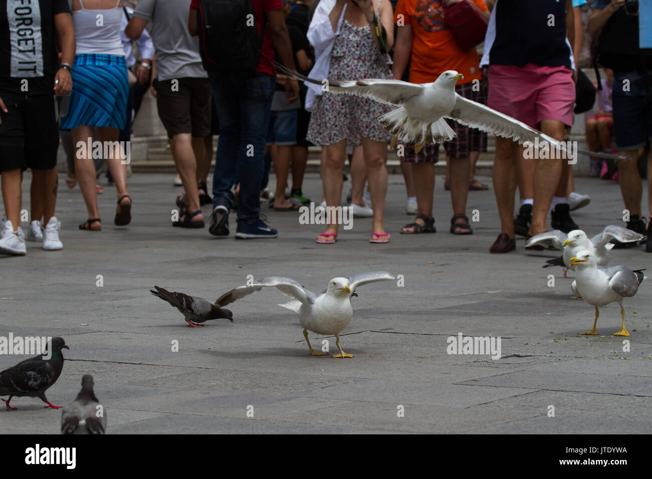 Yellow Legged Gulls and Feral Pigeons. St Mark's Square. Venice. Italy ...