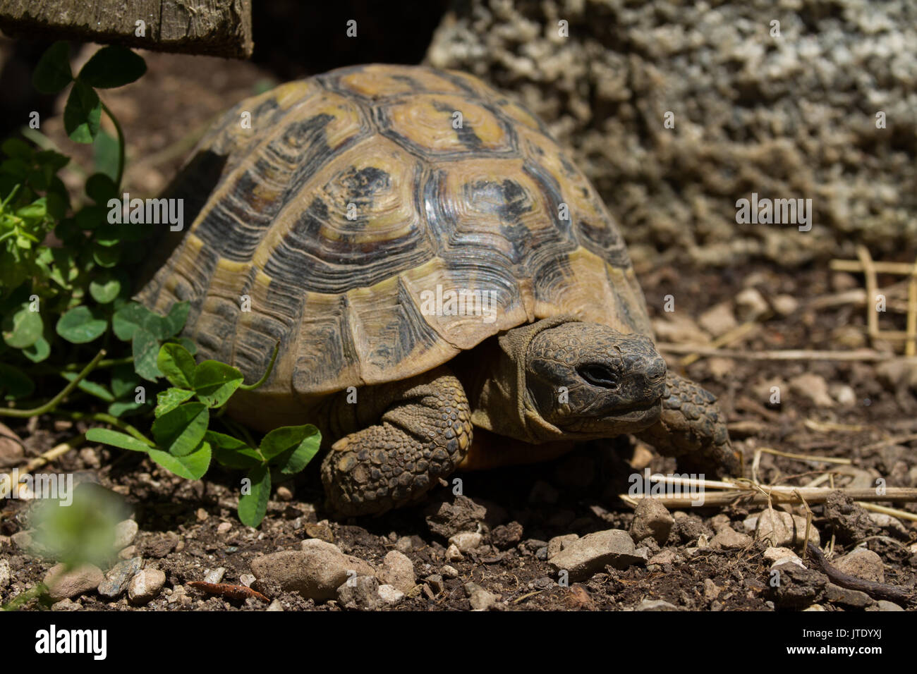 Cute tortoises hi-res stock photography and images - Alamy
