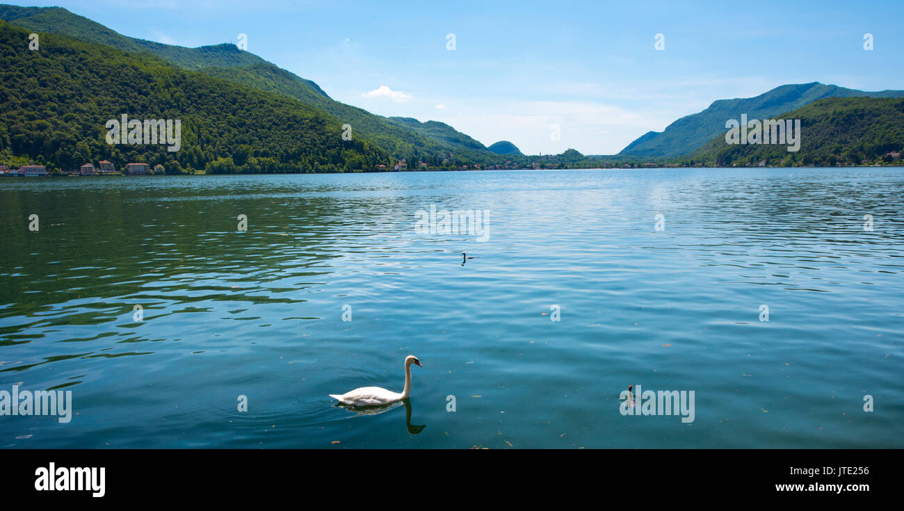 Lake Lugano at Morcote with swan in the foreground - Morcote, Lake ...