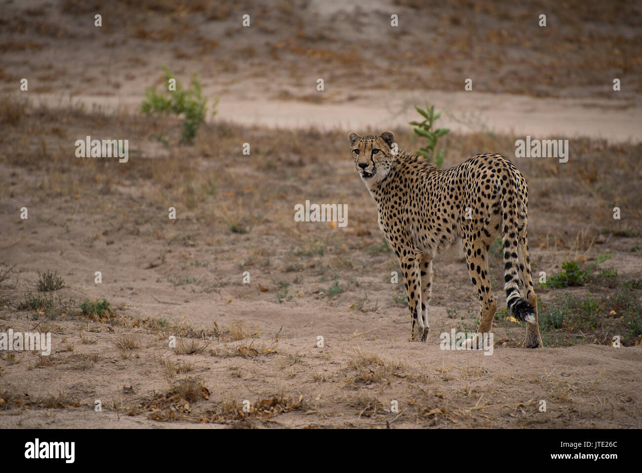 Cheetah looking back at the tourists before moving on Stock Photo - Alamy