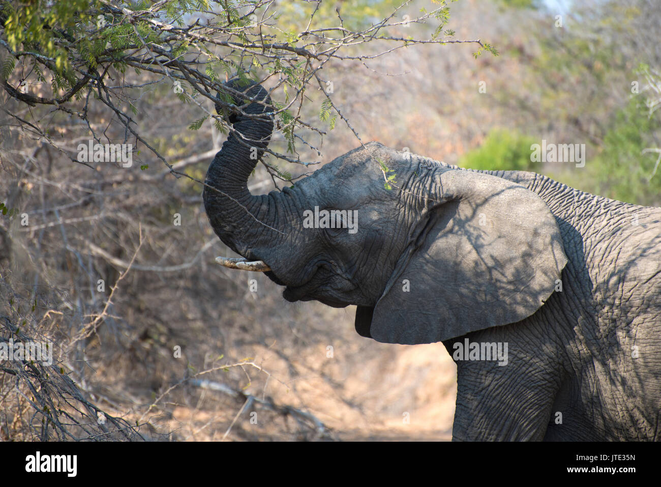 Elephant taking branch from tree hi-res stock photography and images ...