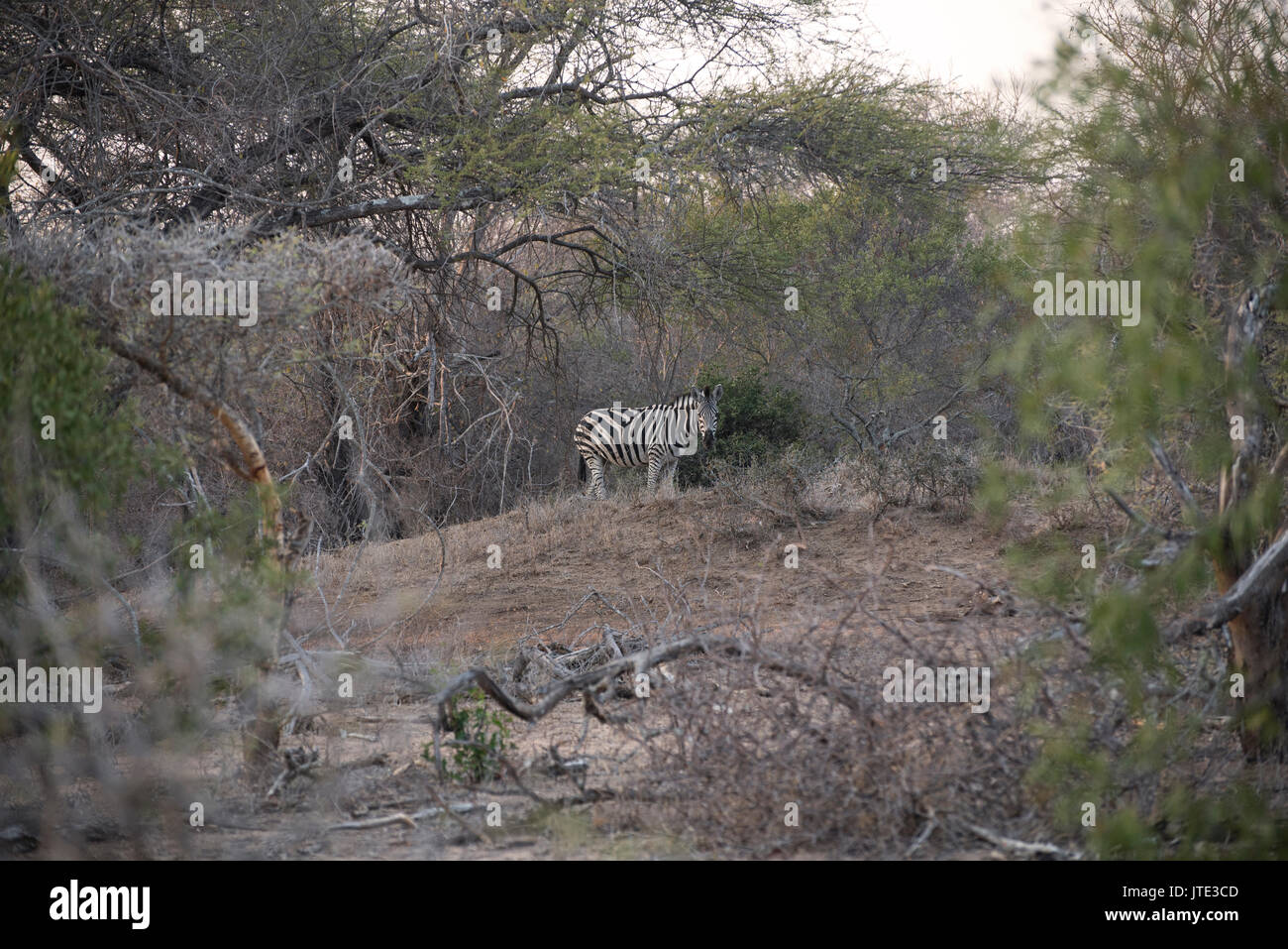 Zebra surrounded by trees hi-res stock photography and images - Alamy
