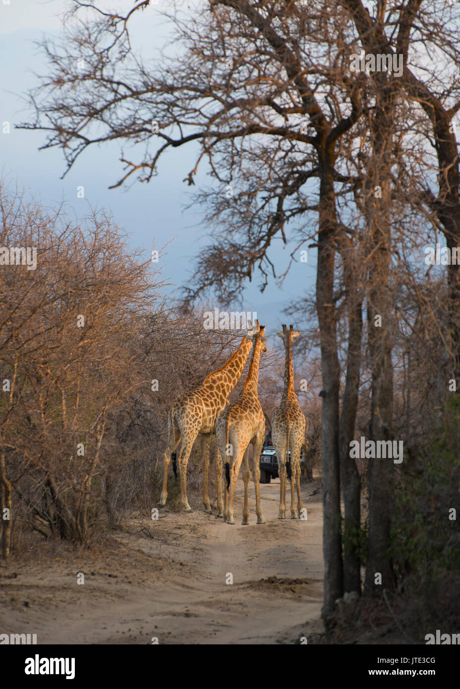 Traffic jam in the african bush hi-res stock photography and images - Alamy