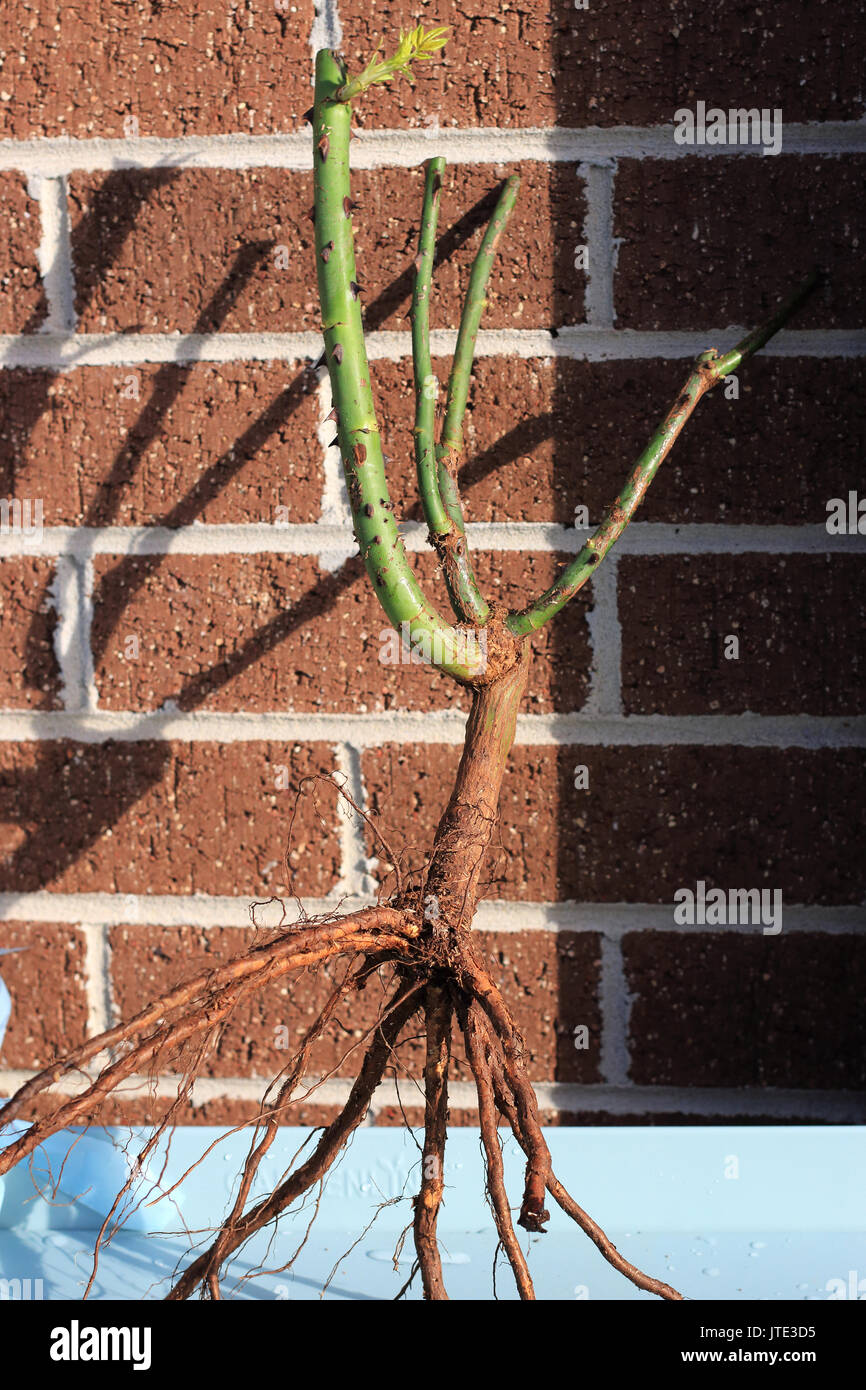 Bare rooted rose ready for planting Stock Photo - Alamy