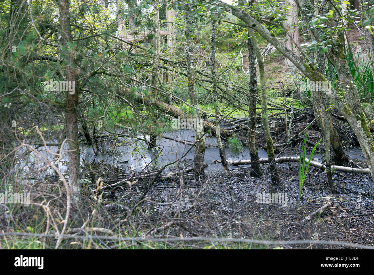 Swamp Land, Summertime Countryside Lane Walk View, Shrubbery and ...