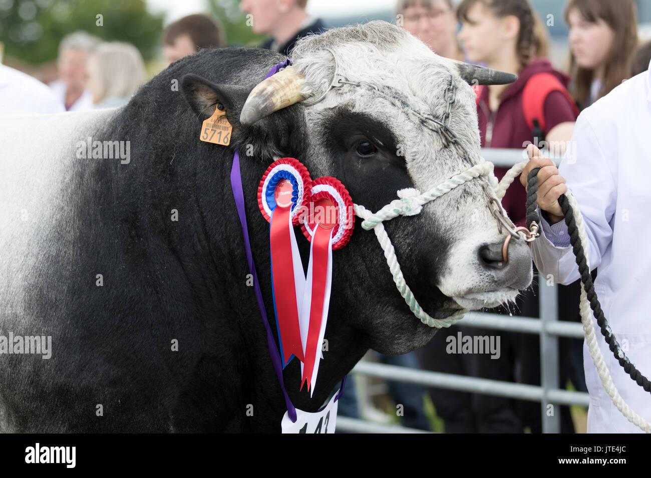 Gascon cattle hi-res stock photography and images - Alamy