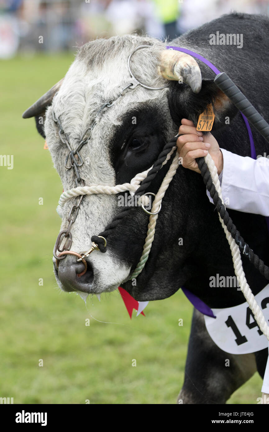 Keith, Scotland, UK. 7th Aug, 2017: Gascon Bull at the agricultural ...