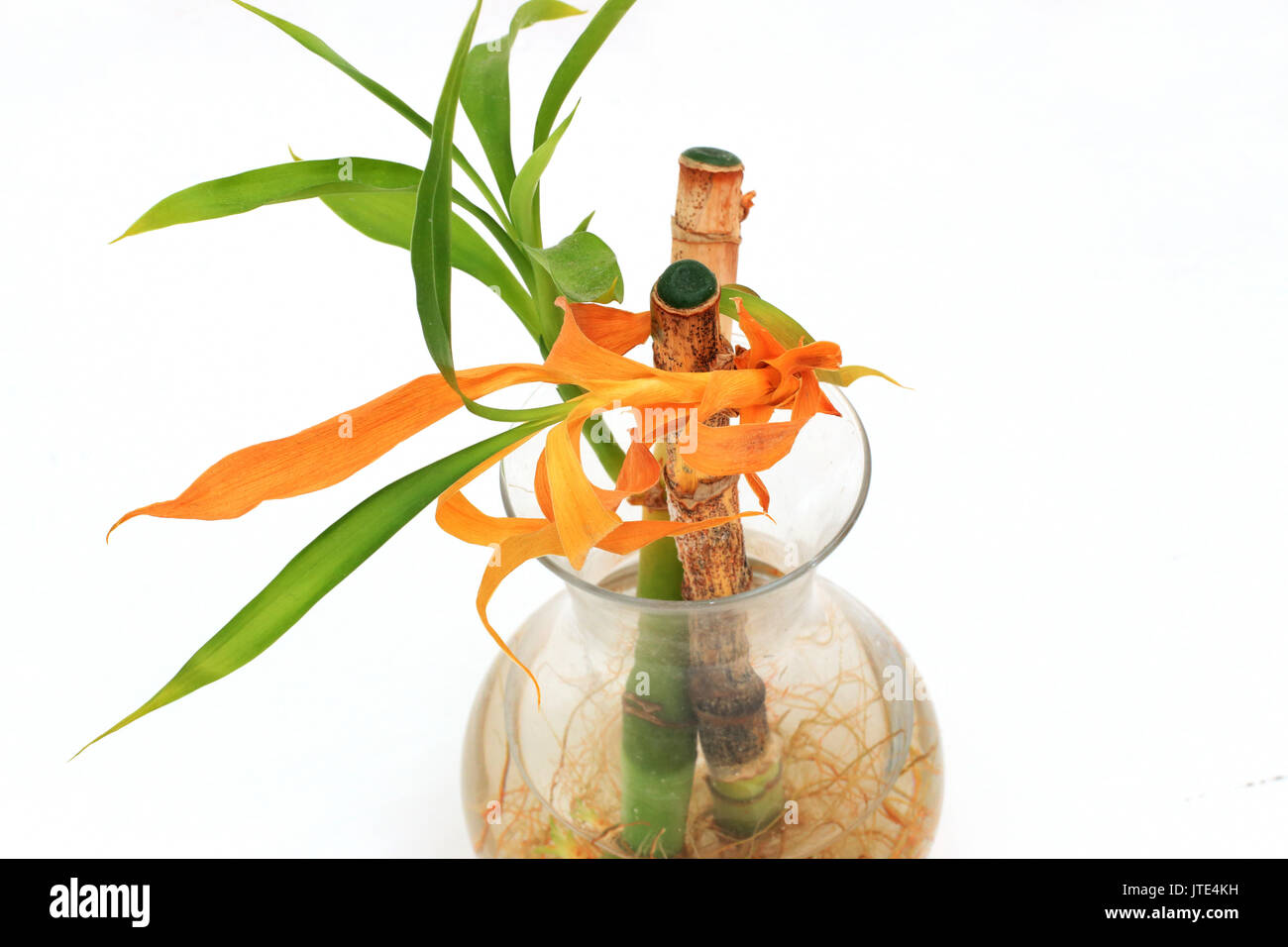 Dying Lucky bamboo or known as Dracaena braunii, Dracaena sanderiana ...