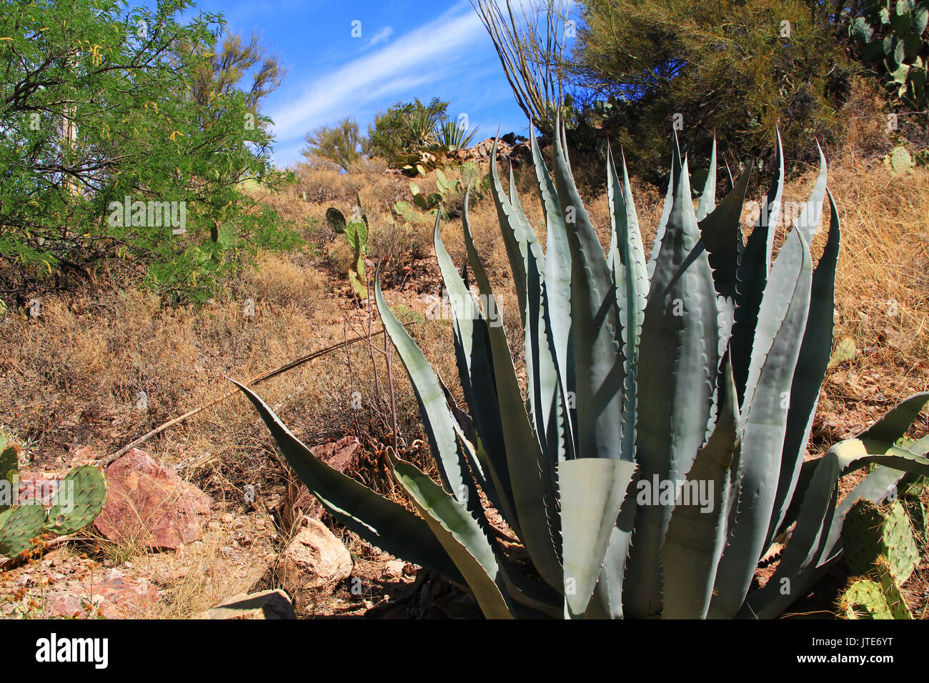 Flat leaves of a bush like agave cactus in Colossal Cave Mountain Park ...