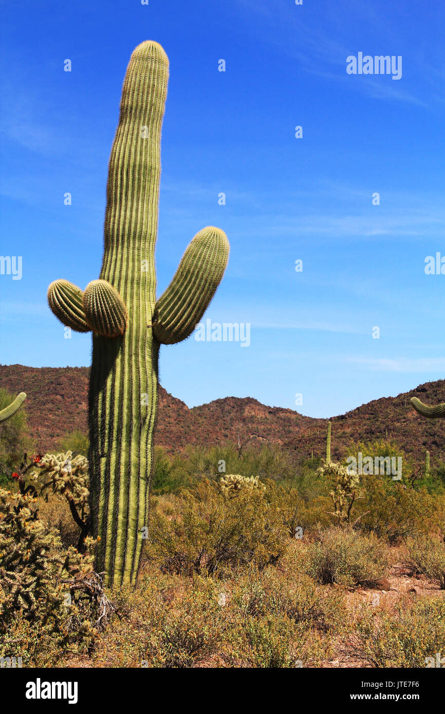 Large Saguaro cactus with arms and blue sky copy space near Tillotson ...