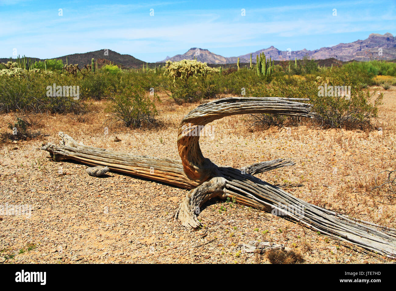 Saguaro cactus skeleton hi-res stock photography and images - Alamy
