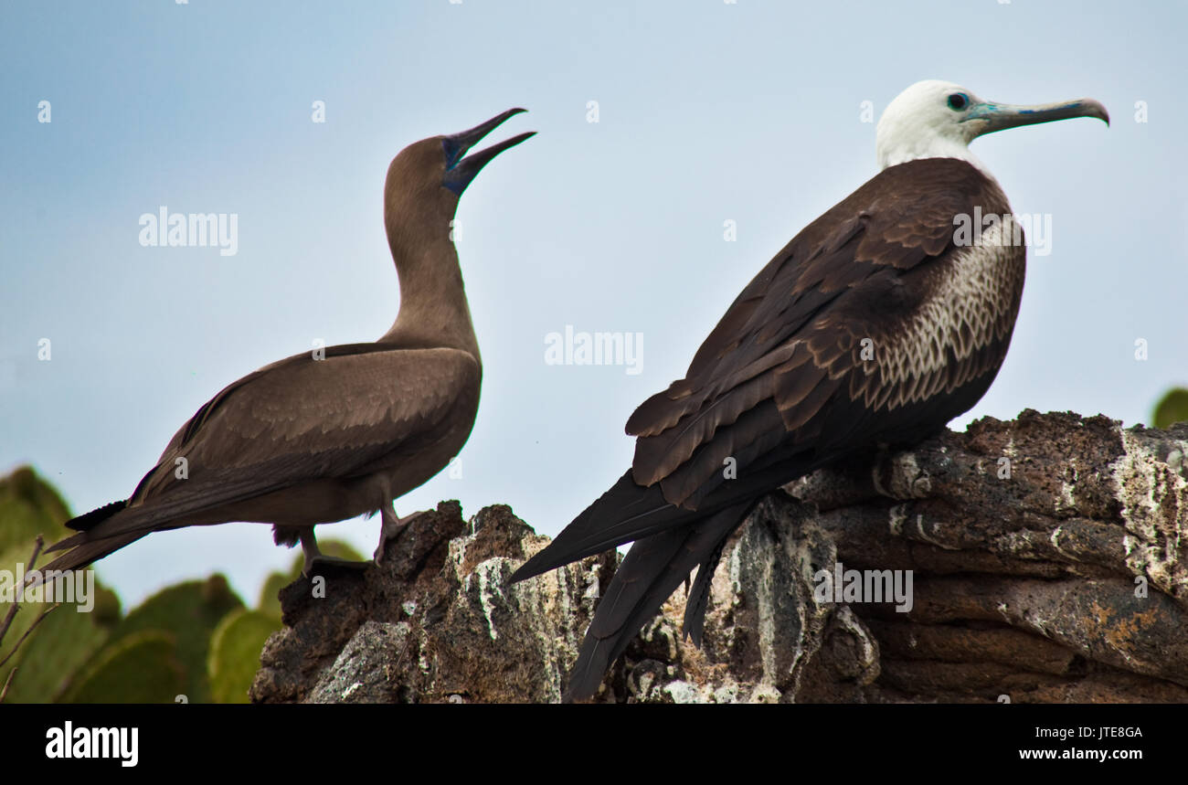 Mated pair of frigate birds on Isla Genovesa, Galapagos Islands ...