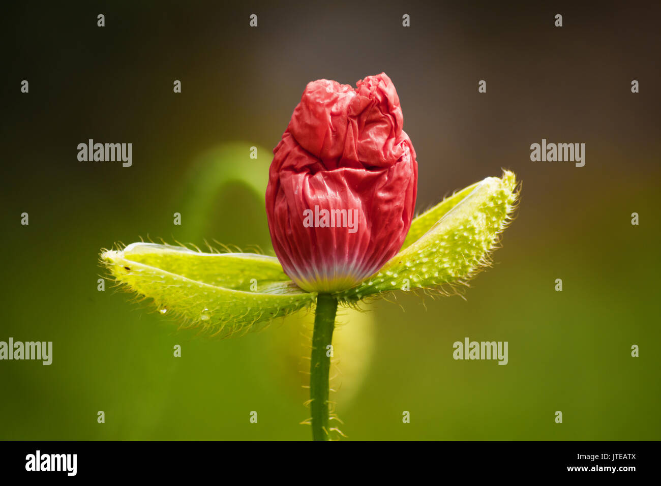 Open poppy head hi-res stock photography and images - Alamy