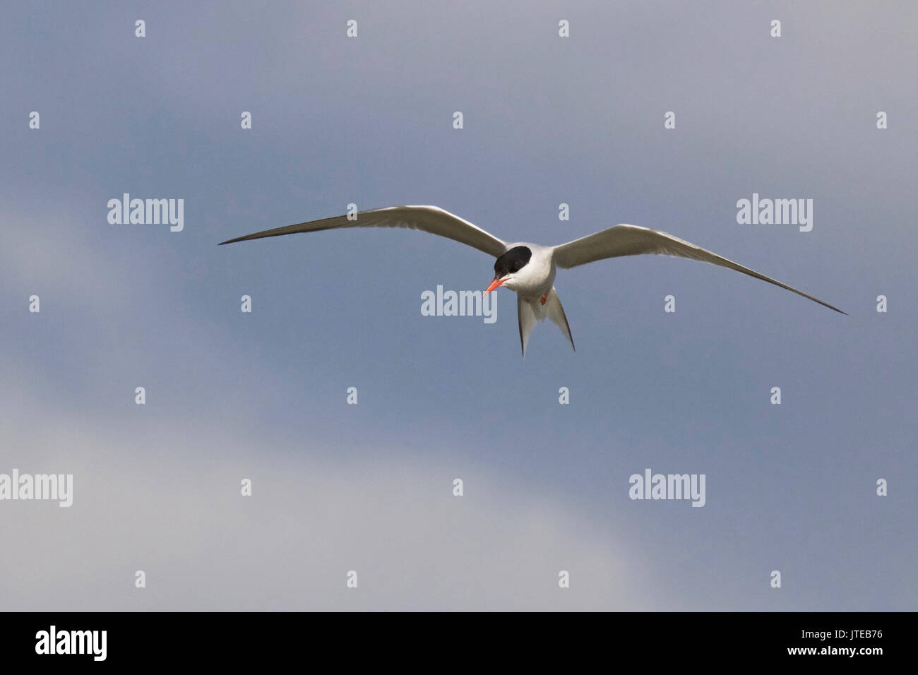 Common tern in flight hi-res stock photography and images - Alamy