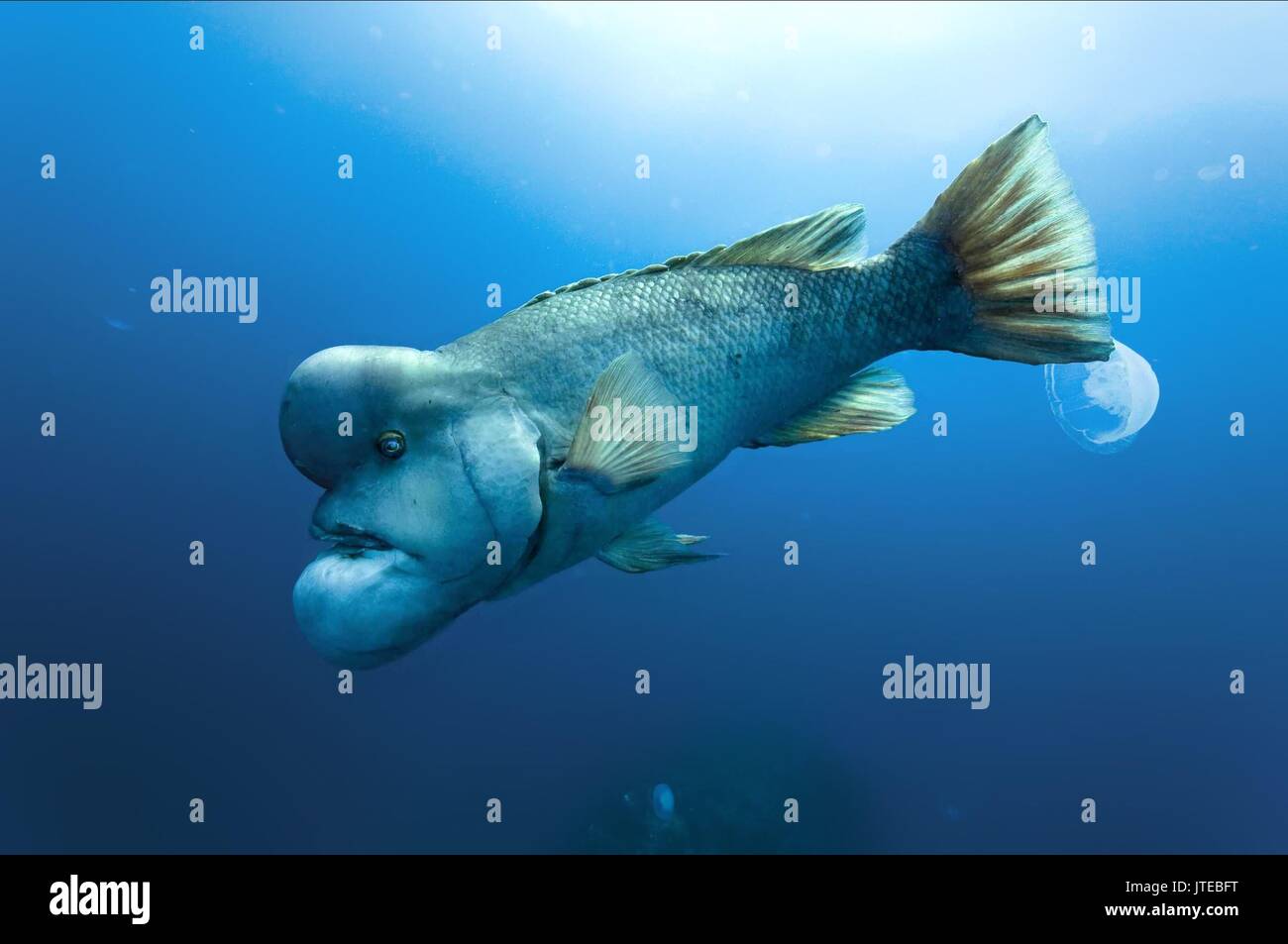 Sheepshead Wrasse High Resolution Stock Photography and Images - Alamy