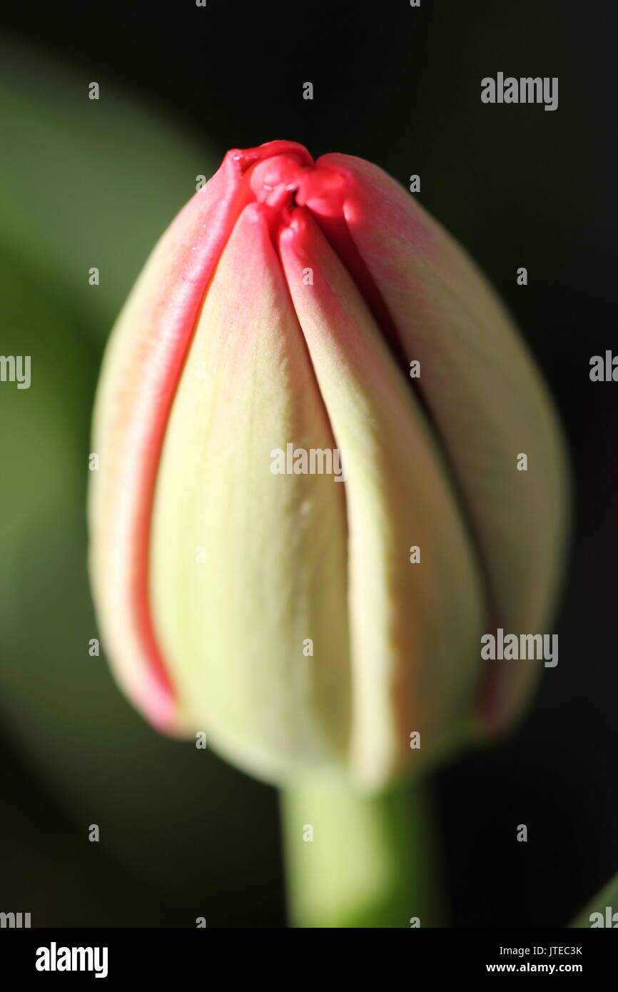 Pink tulip bud with ridges Stock Photo - Alamy