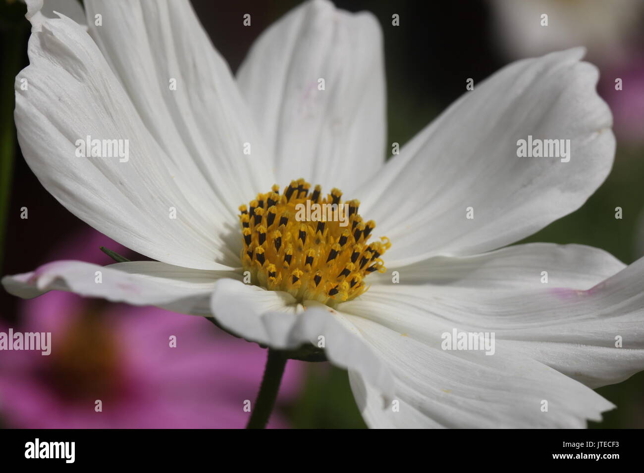 White cosmos flower hi-res stock photography and images - Alamy