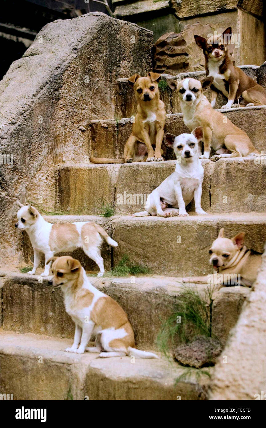 Techichi High Resolution Stock Photography and Images - Alamy