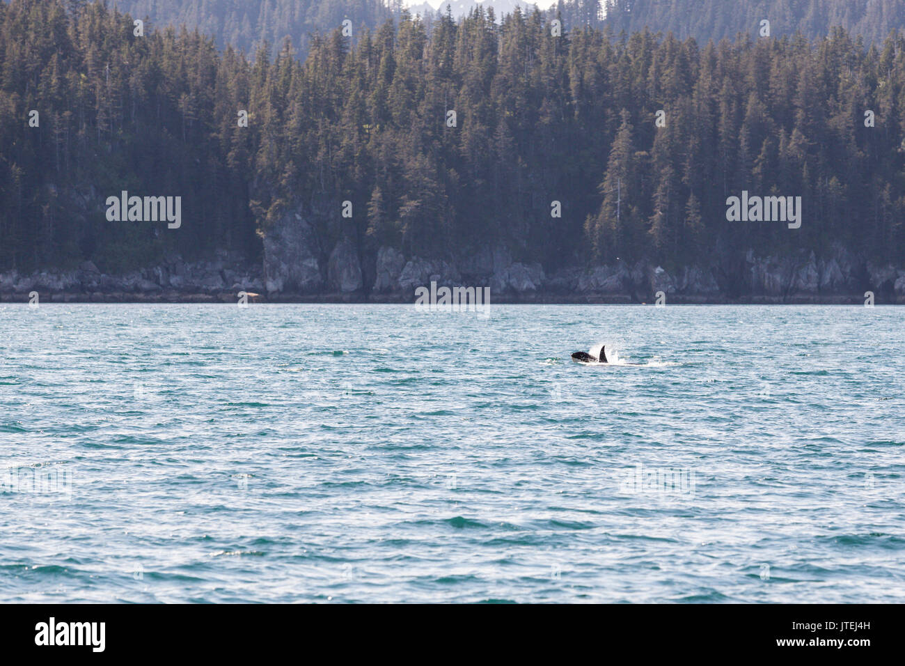 Orcas in the Resurrection Bay, Orcinus orca, Kenai Peninsula, Alaska ...