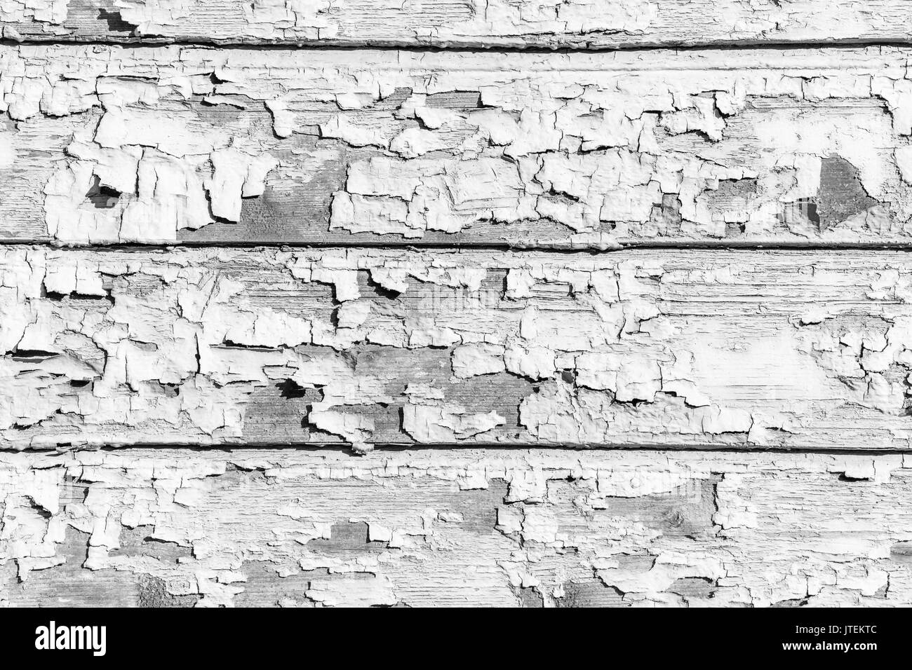 Slender blue flowers Black and White Stock Photos & Images - Alamy