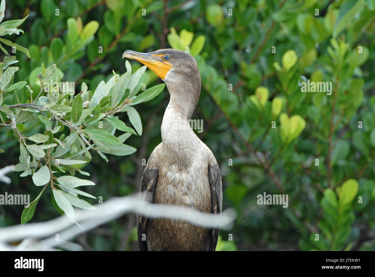 Anhinga bird in the Everglades National Park, Florida Stock Photo - Alamy