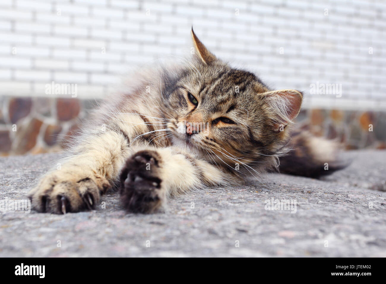 Awakening cat hi-res stock photography and images - Alamy