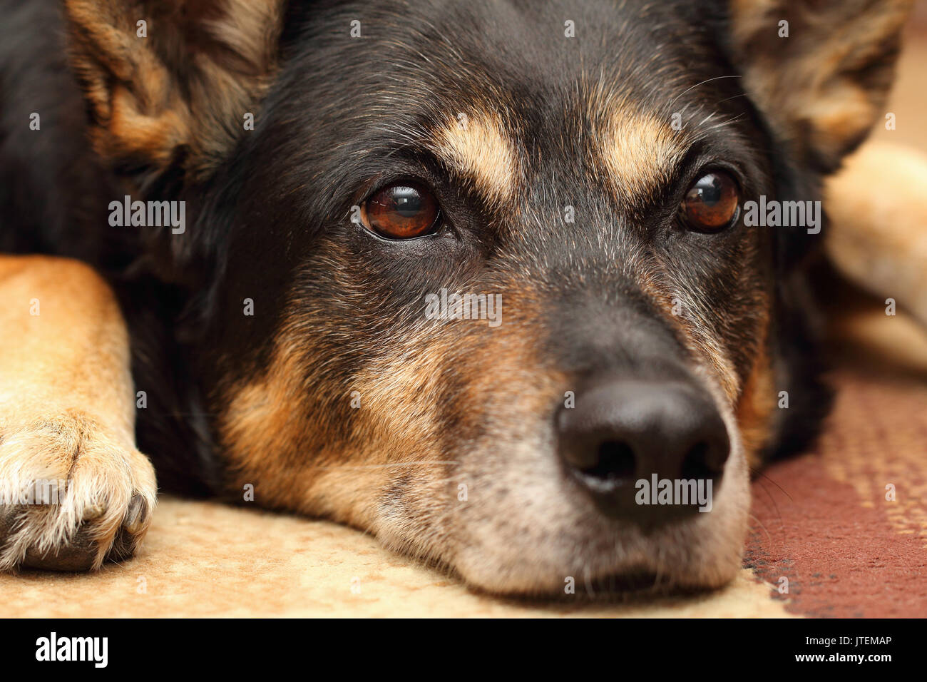 Black shepherd dog hi-res stock photography and images - Alamy