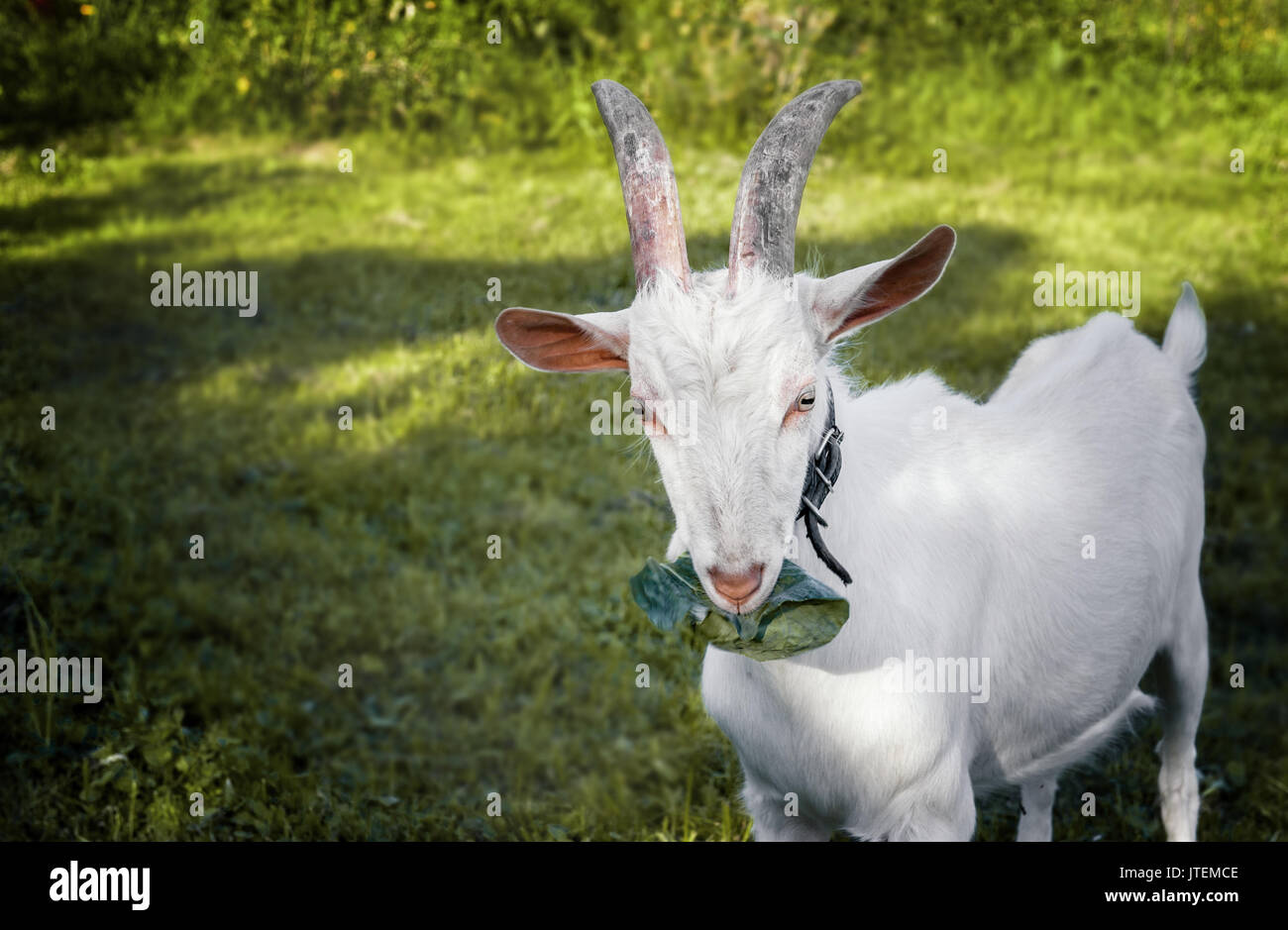 Beautiful young white horned goat chewing a cabbage leaf on a beautiful ...