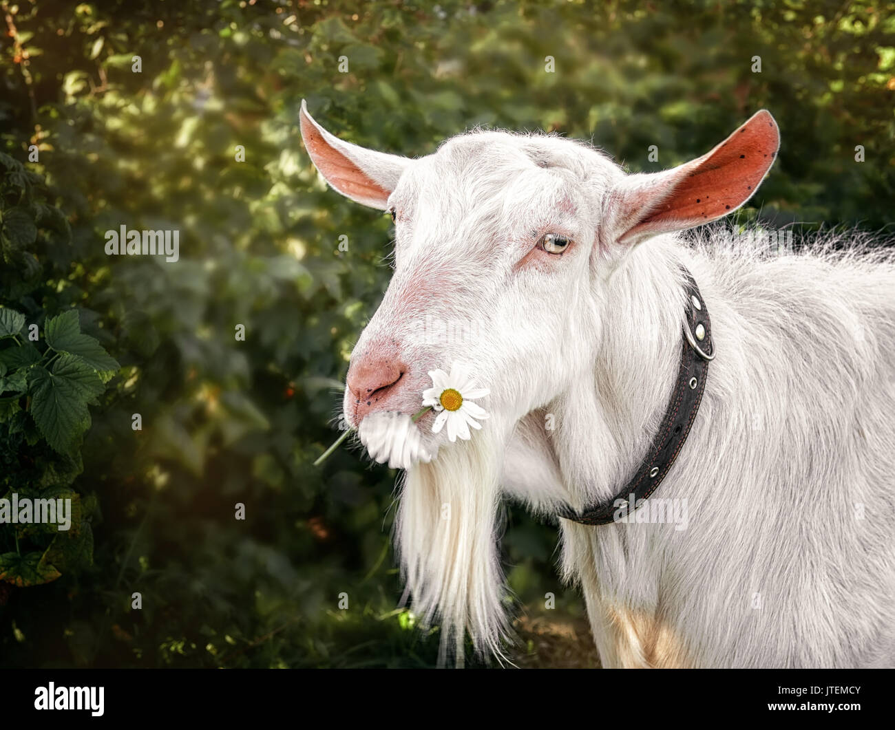 White goat chewing on a Daisy flower on a beautiful blurred green ...